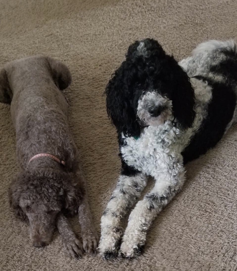 DOODLE 101 – Dreaming Doodles