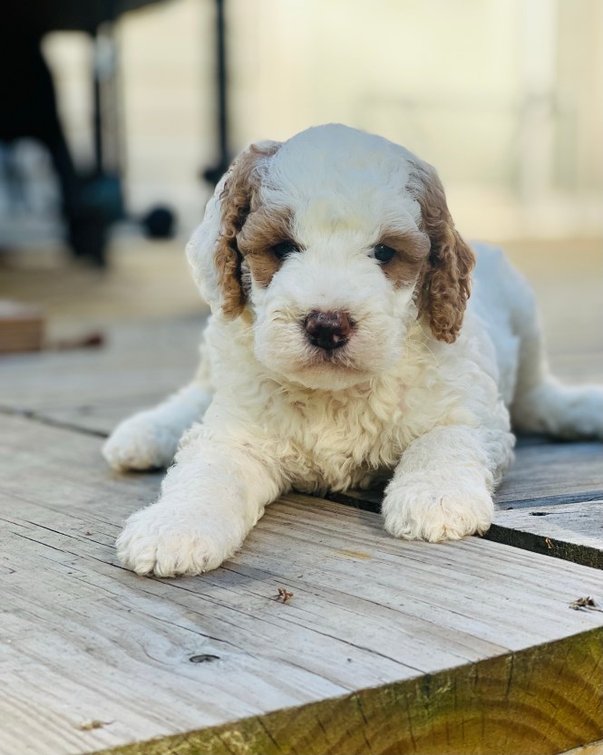 Dreaming Doodles – Michigan Breeder of Goldendoodles, Bernedoodles, and ...